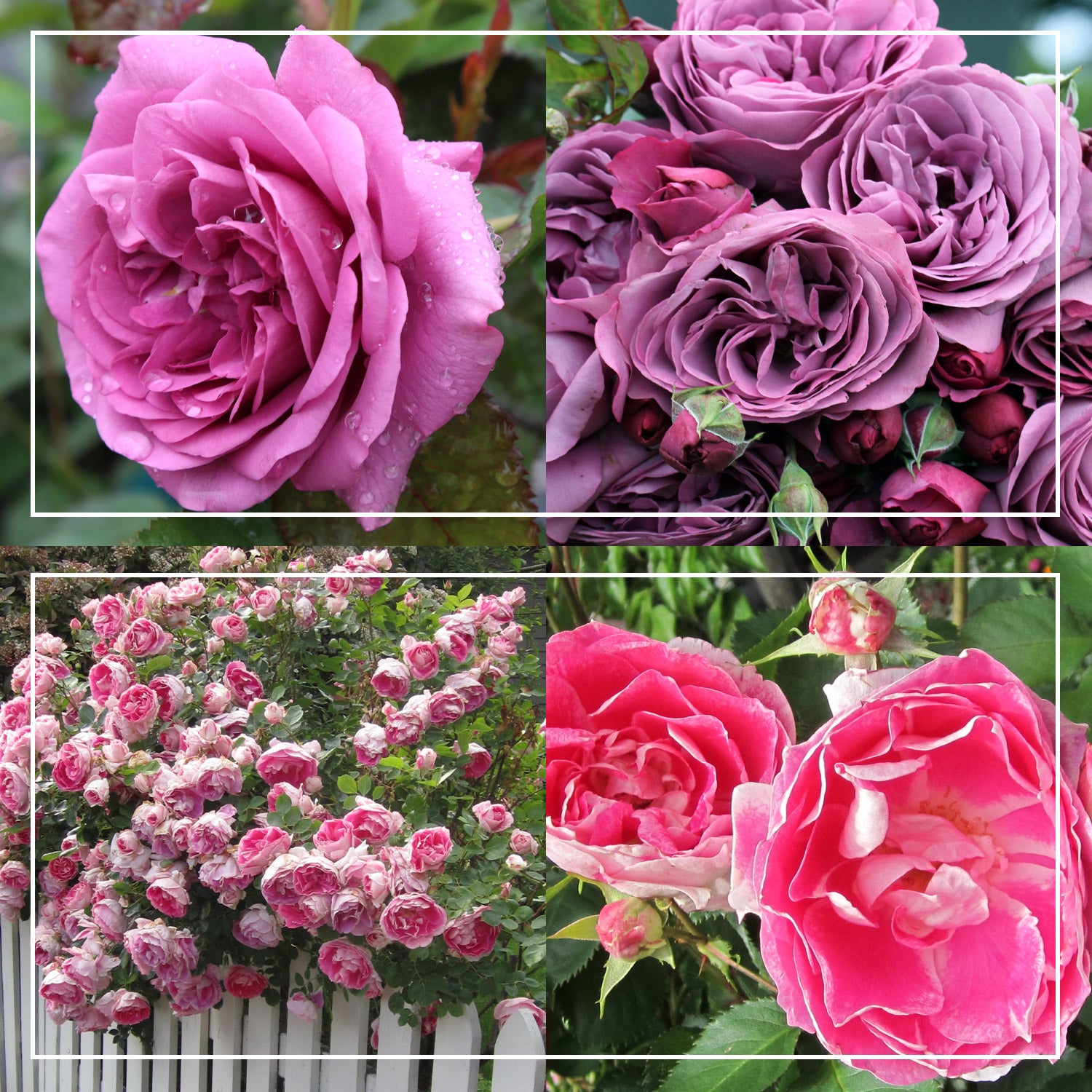 Effortless Collection – Heirloom Roses