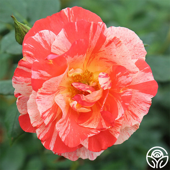 Grimaldi® | Colorful Floribunda Rose Bush – Heirloom Roses
