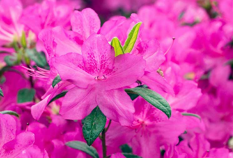 Azalea: A Flowering Shrub in an Array of Colors – Heirloom Roses