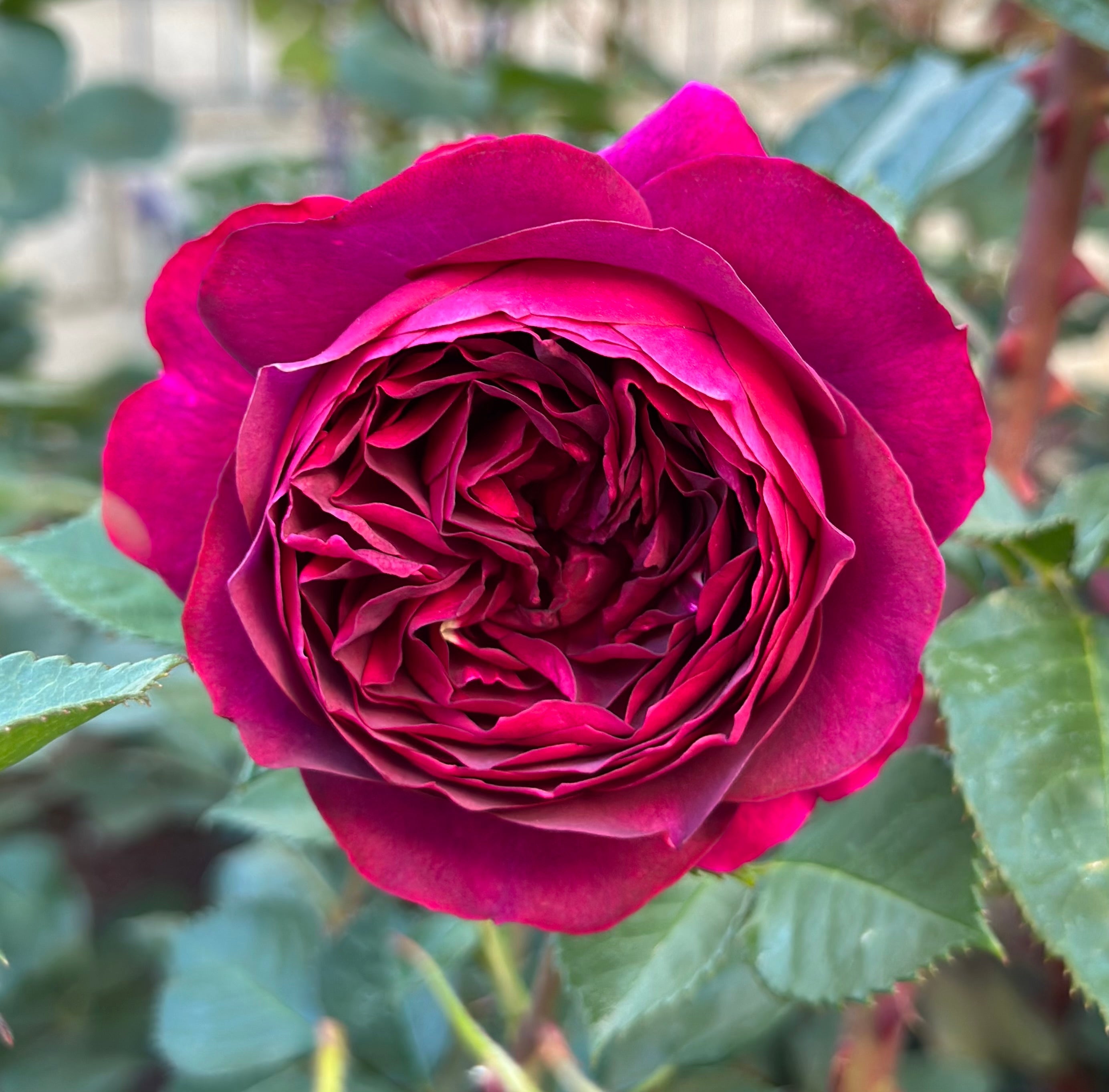 5 Gorgeous Roses with Perfect Cupped Blooms – Heirloom Roses