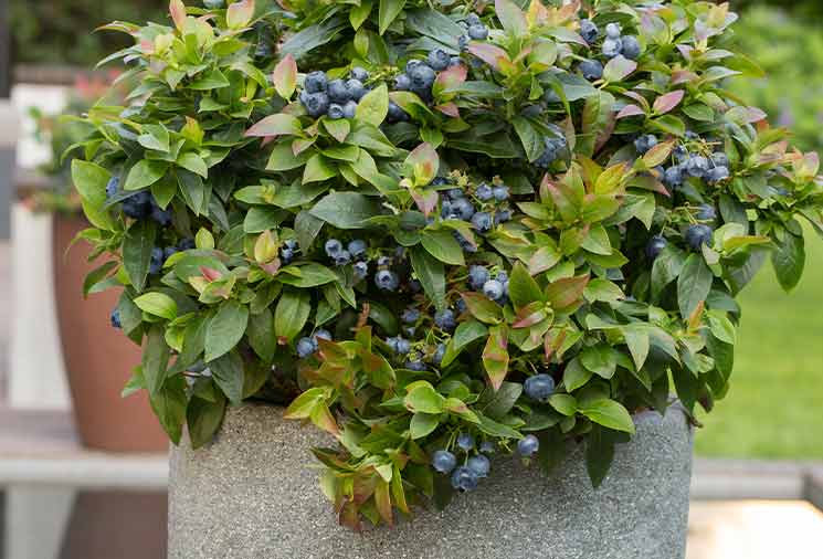 Blueberry Care – Heirloom Roses