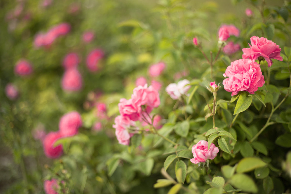 Choose Landscape Roses for Small and Large Gardens – Heirloom