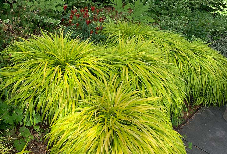 Hakonechloa: A Welcomed Grass for the Garden Beds – Heirloom Roses
