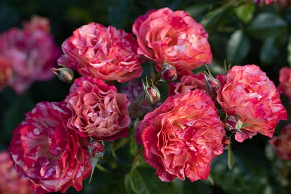USDA Rose Hardiness Zone Map – Heirloom