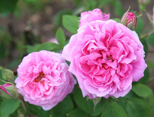 How to Pair Roses with Perennials for a Garden That Blooms Year-Round ...