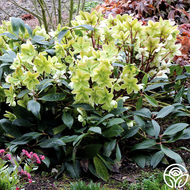 9 Perennials You Should Add To Your Garden – Heirloom