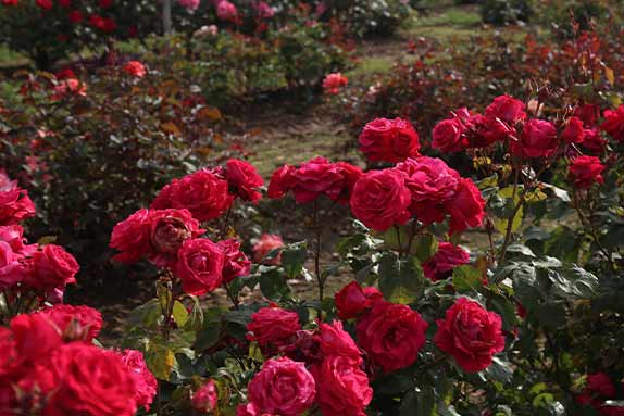 'How To' Articles – Heirloom Roses