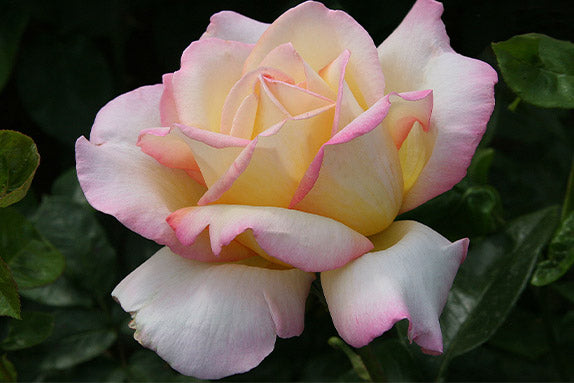 Start Here: Introduction To Roses – Heirloom