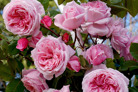 Garden Tasks for January – Heirloom Roses