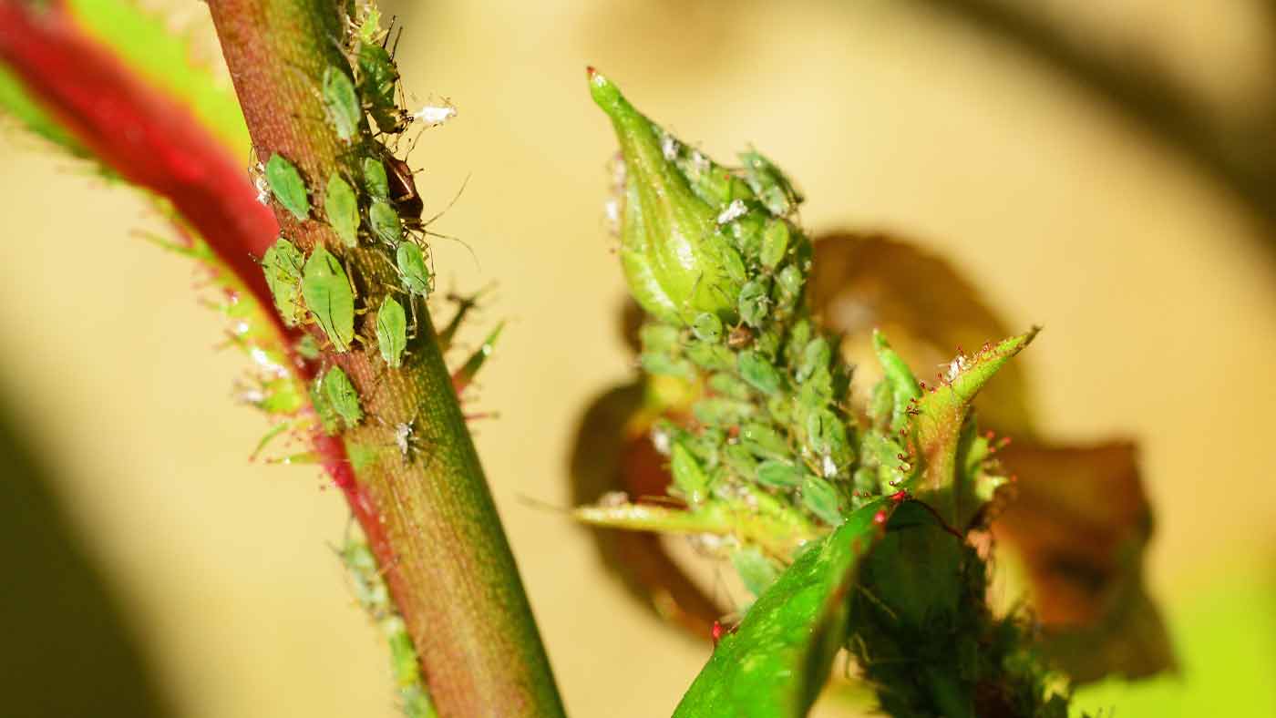 Natural Remedies for Common Rose Concerns – Heirloom