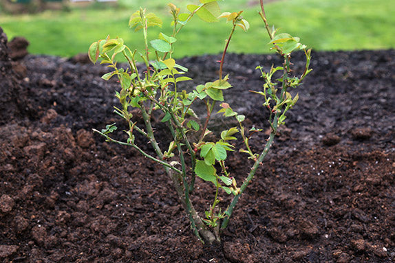 How To Do Budding In Rose Plants