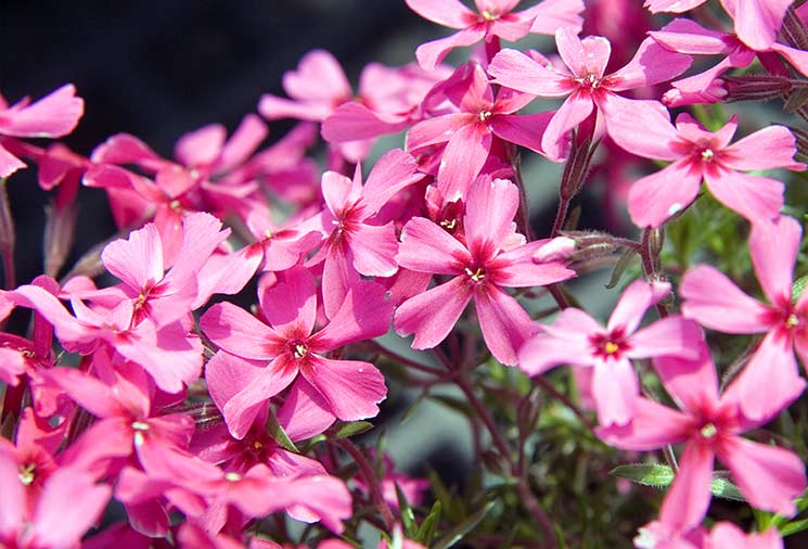Phlox: Shade or Sun, Pots or Beds– a Plant for Every Space – Heirloom