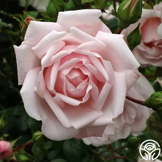 Why Your Roses Aren’t Blooming, and How to Fix It Naturally – Heirloom