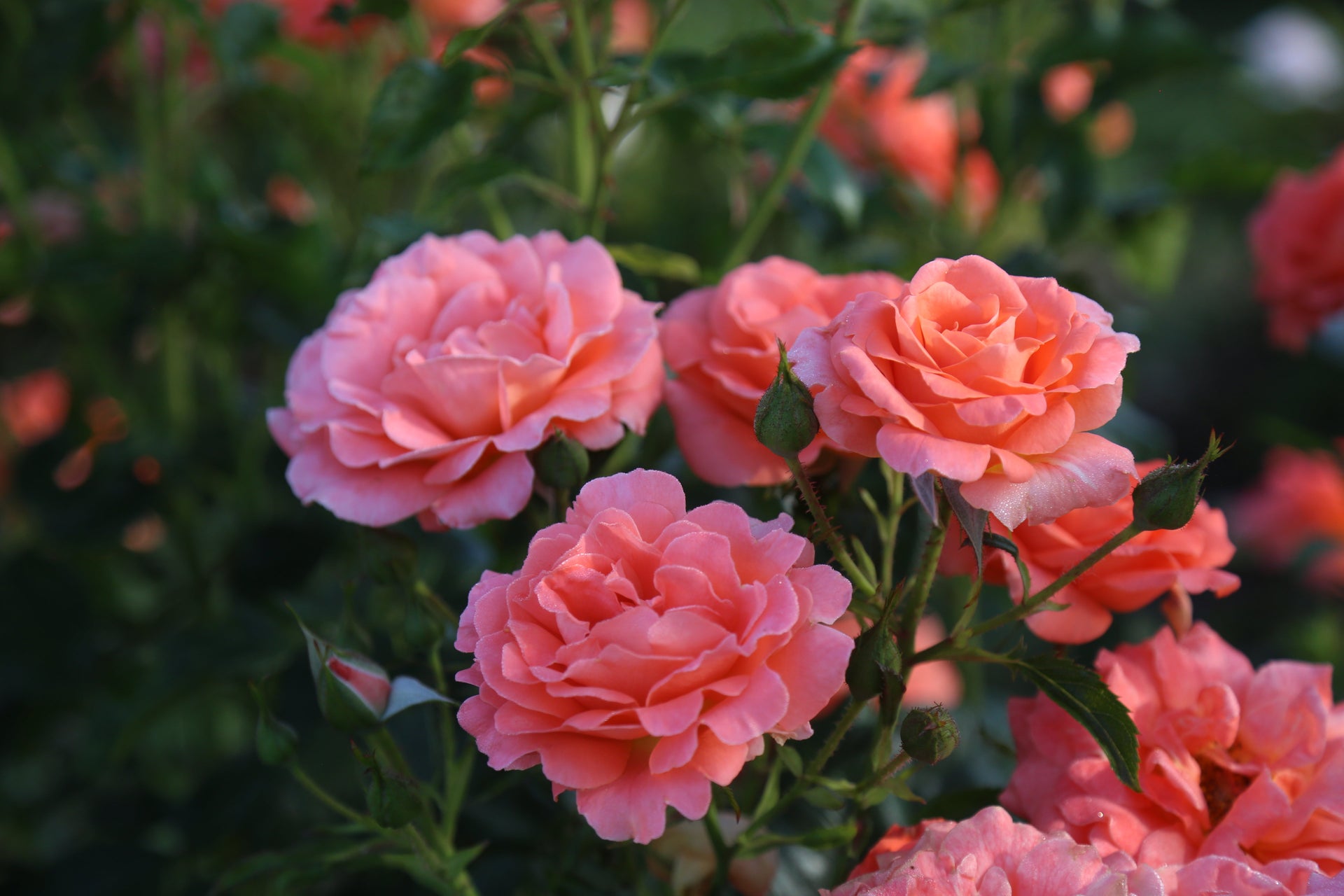 All Rose Plants | 900+ Rose Bush Varieties For Sale – Heirloom