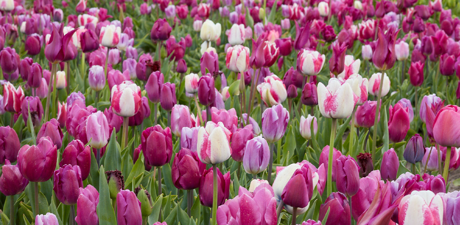 Buy Ranunculus, Crocus & Spring Bulbs Online | Fall Planting Bulbs ...