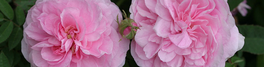 Centifolia – Heirloom Roses