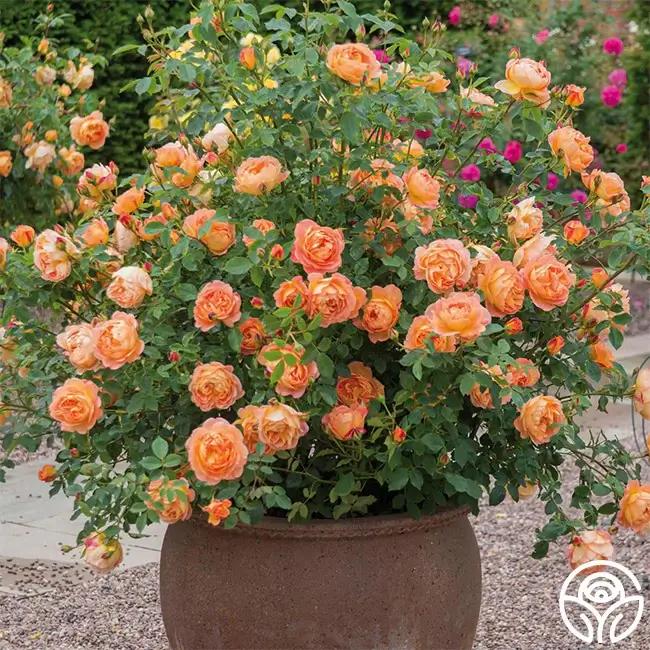 Roses For Growing in Pots and Containers – Heirloom Roses
