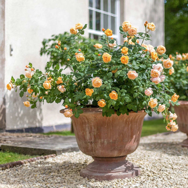 Roses For Growing in Pots and Containers – Heirloom