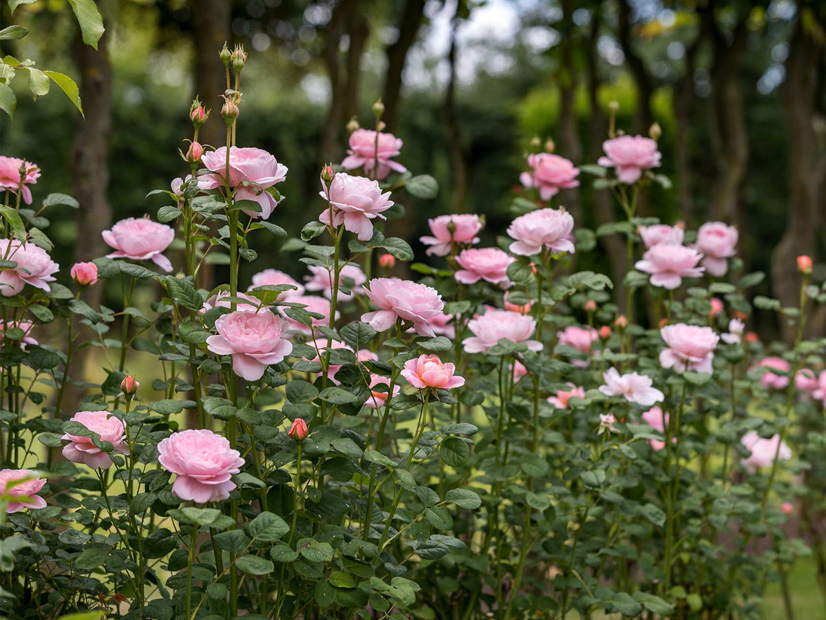 David Austin Roses | English Garden Collection – Heirloom