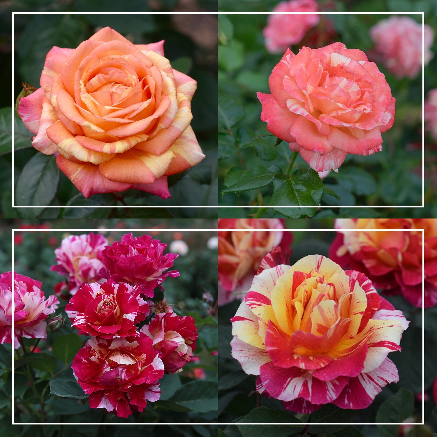 Curated Rose Bundles | Recommended Garden Planting – Heirloom Roses
