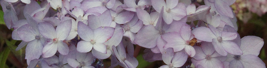 Serrata – Heirloom Roses