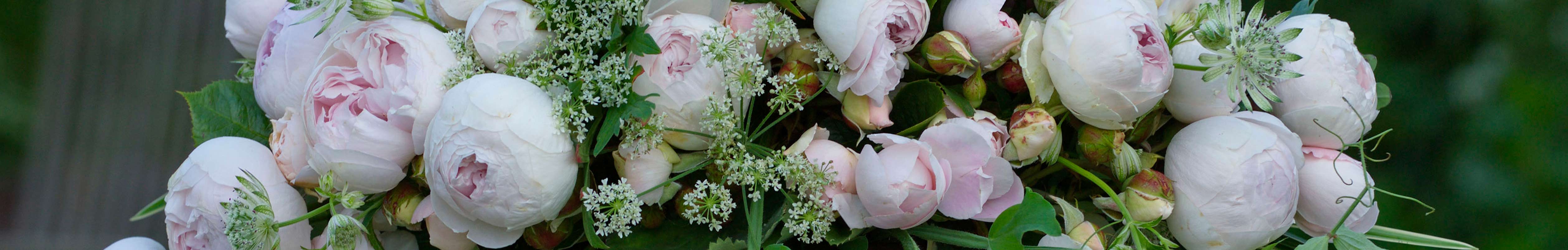 Kordes Roses USA | For Sale – Heirloom Roses