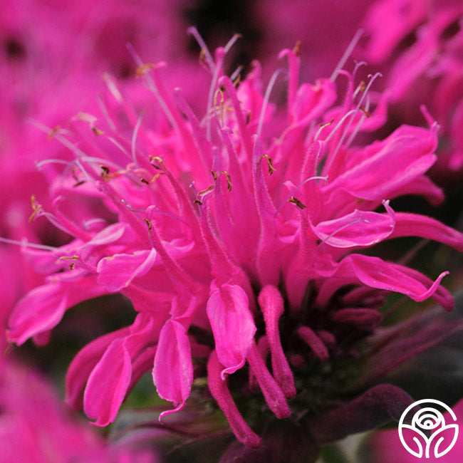Monarda (Bee Balm) – Heirloom Roses