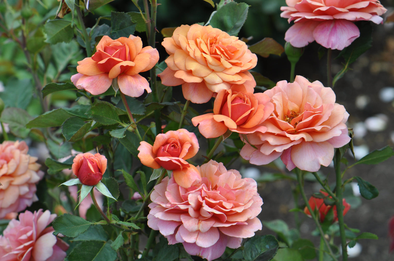 All New Rose Bushes | Heirloom Roses