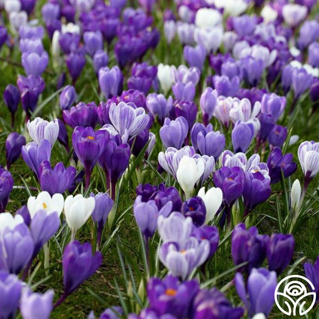 Crocus – Heirloom Roses