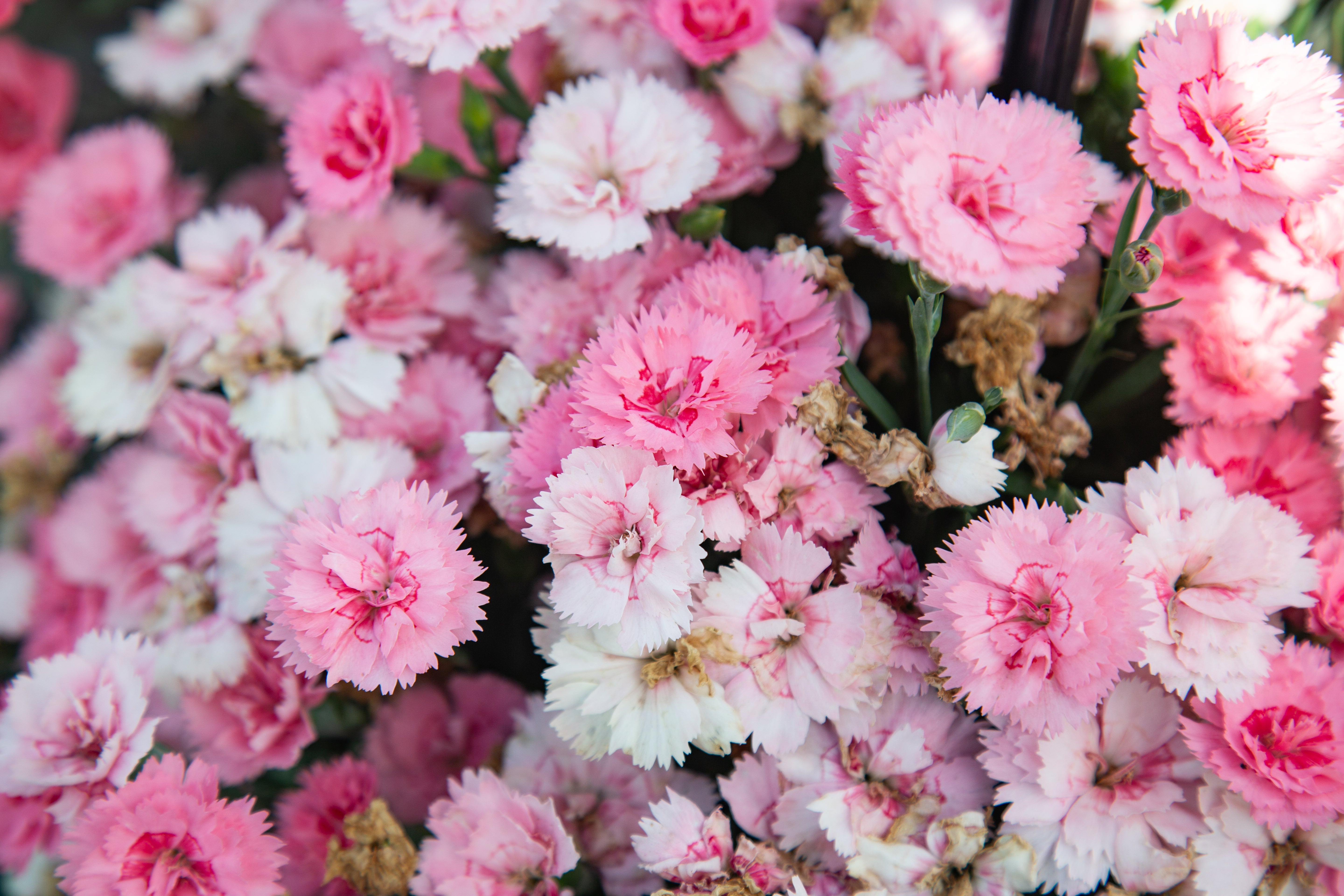 Perennial Plants | Perennials For Garden – Heirloom