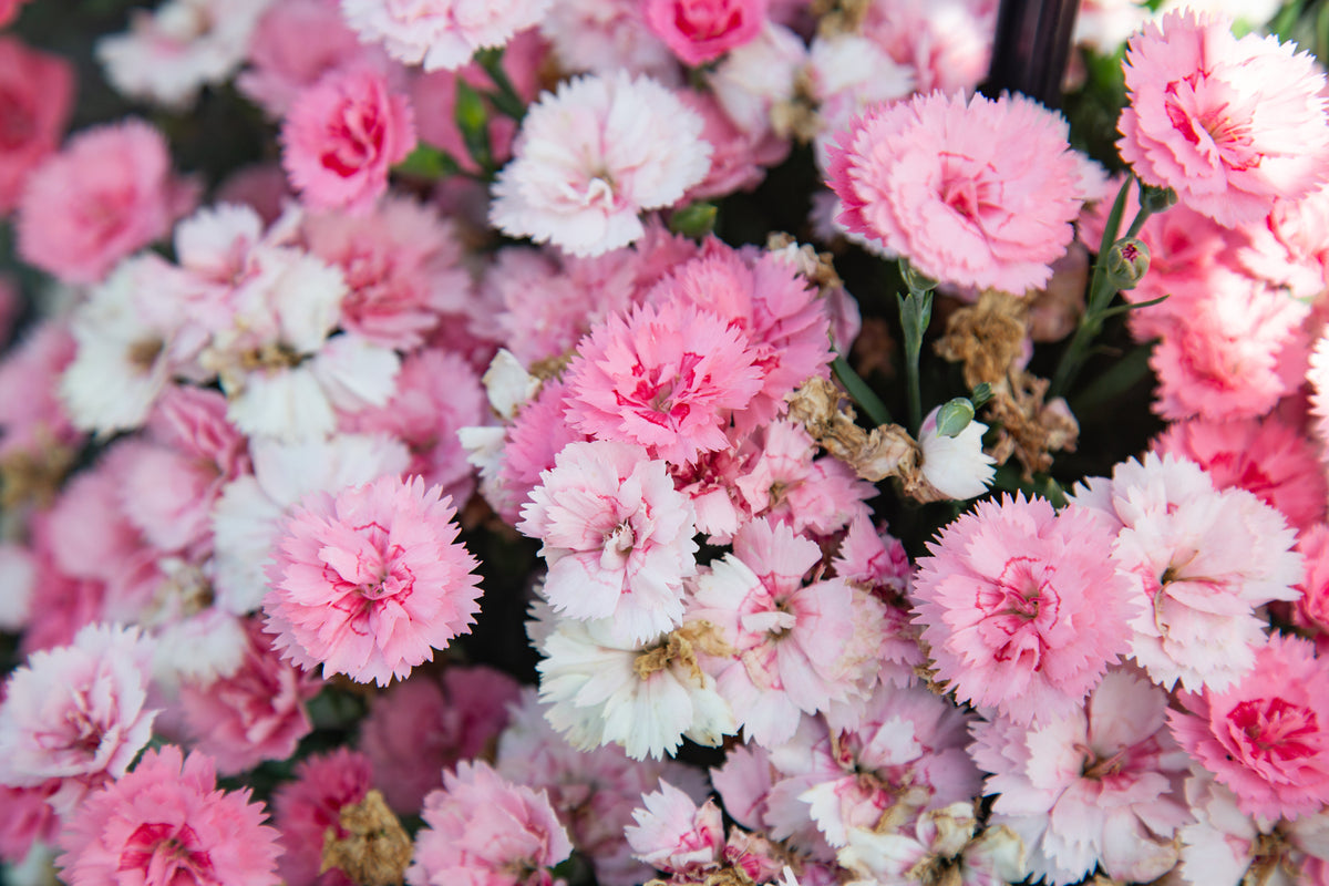 Perennial Plants | Perennials For Garden – Heirloom
