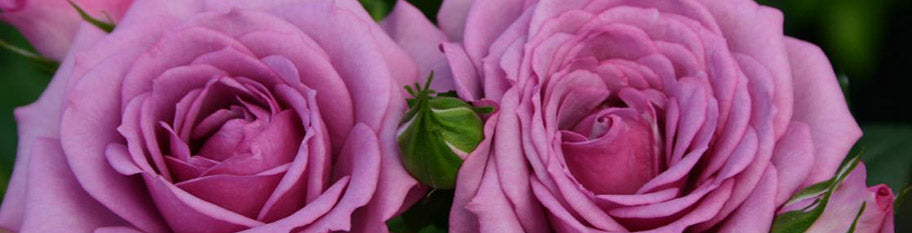 Veranda Collection – Heirloom Roses