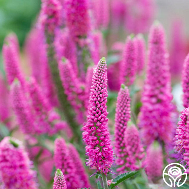 Veronica (Speedwell) – Heirloom Roses