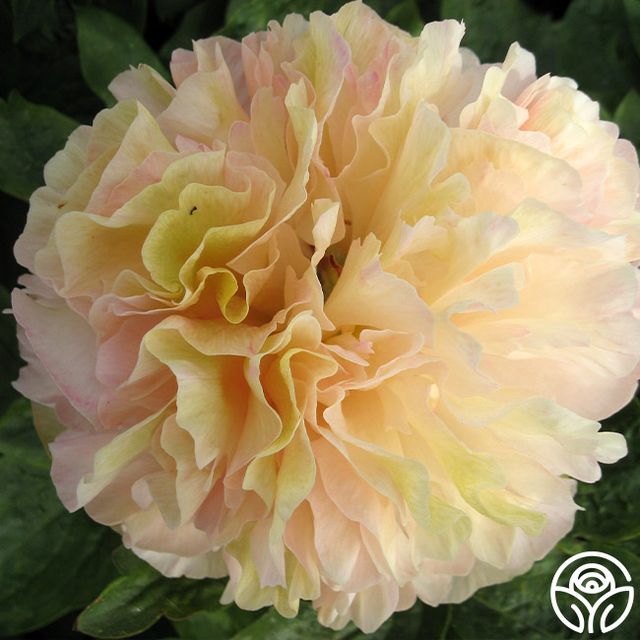 Peony – Heirloom Roses