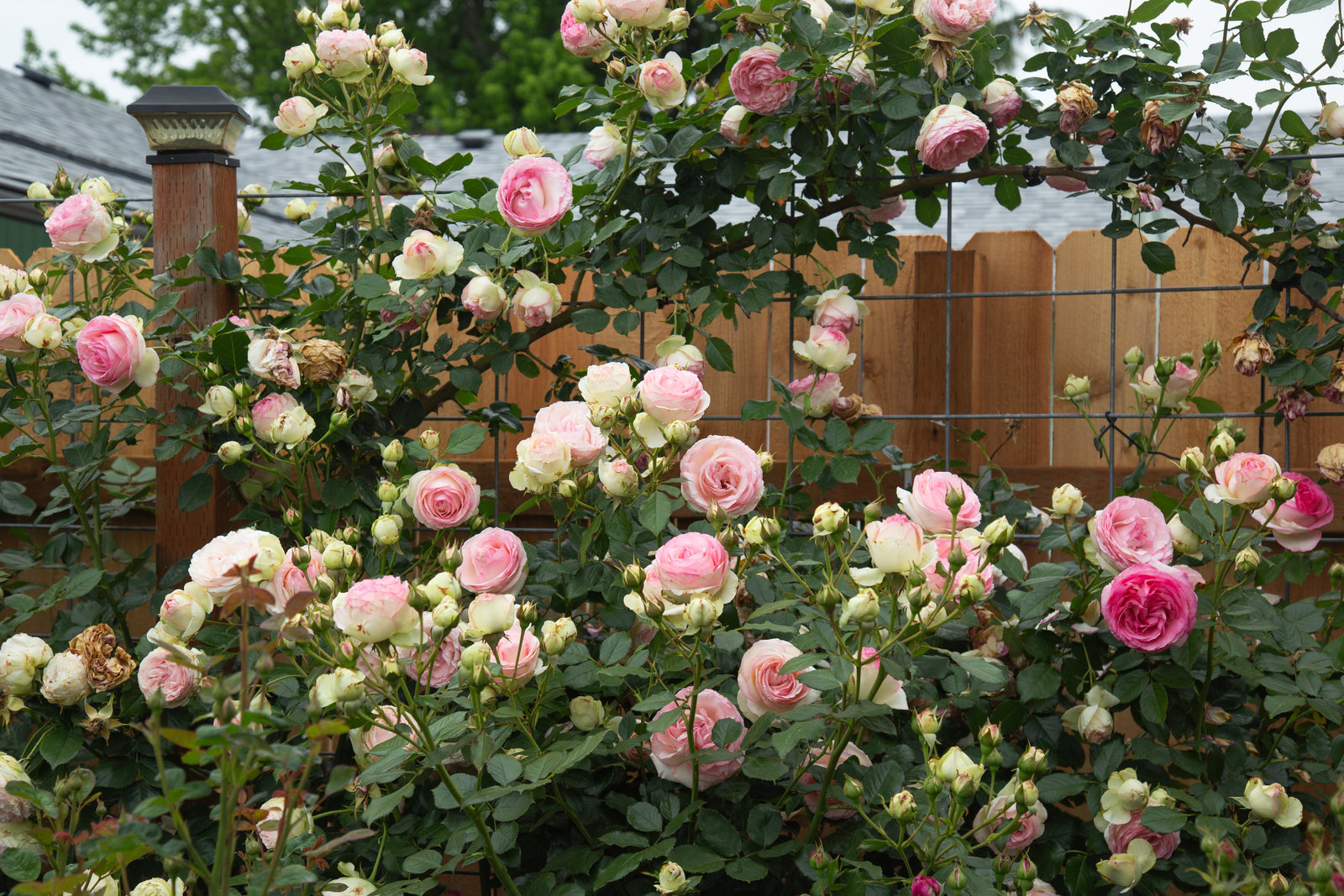 Climbing Rose Plants – Heirloom