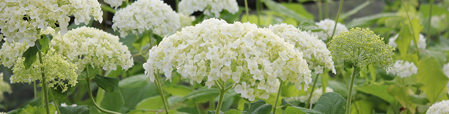 Hydrangeas – Heirloom