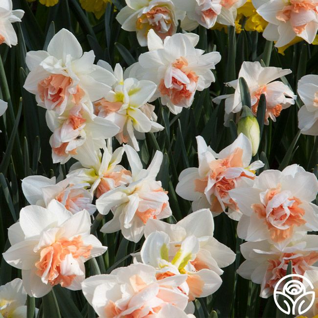 Daffodil – Heirloom Roses