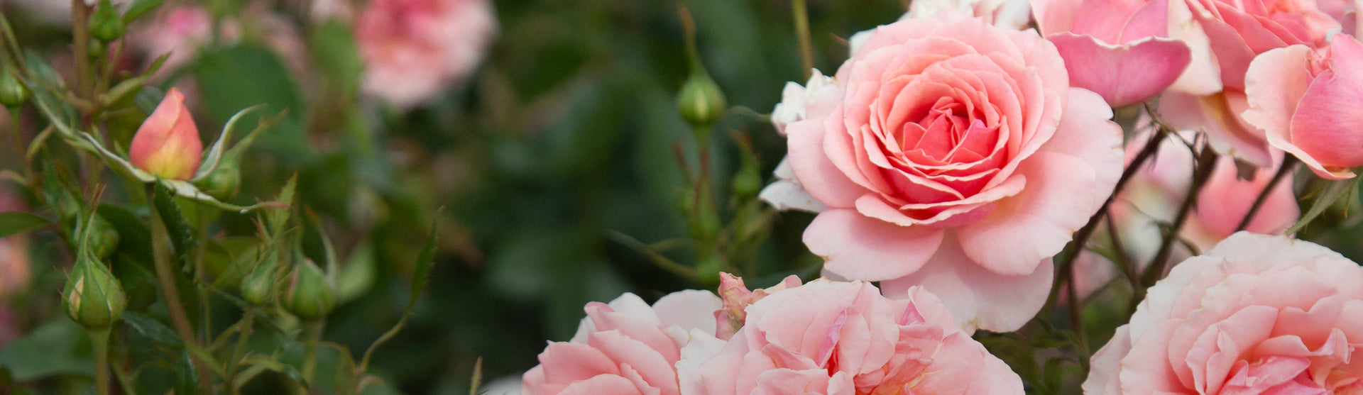 Frequently Asked Questions – Heirloom Roses