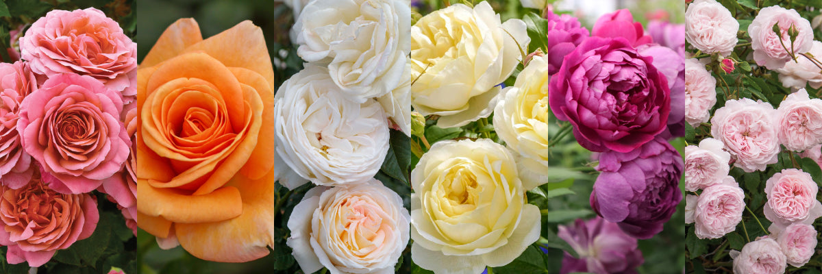 Roses, Rose Bushes, Rose Gardening, Rose Plants | Heirloom Roses