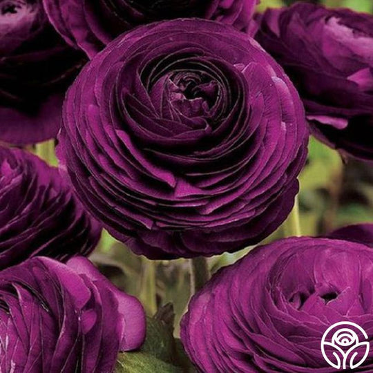 Aviv Purple – Heirloom Roses