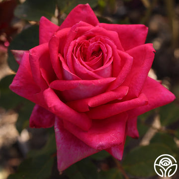 Acapella Rose - Hybrid Tea - Very Fragrant – Heirloom Roses