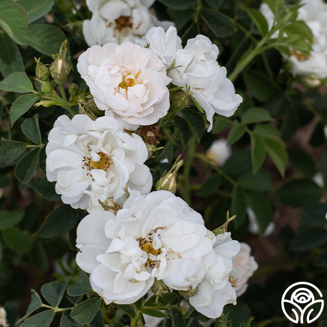 Alba Maxima Rose - Albas - Very Fragrant – Heirloom Roses