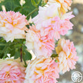 Alchymist Rose - Climbing Roses - Very Fragrant – Heirloom Roses