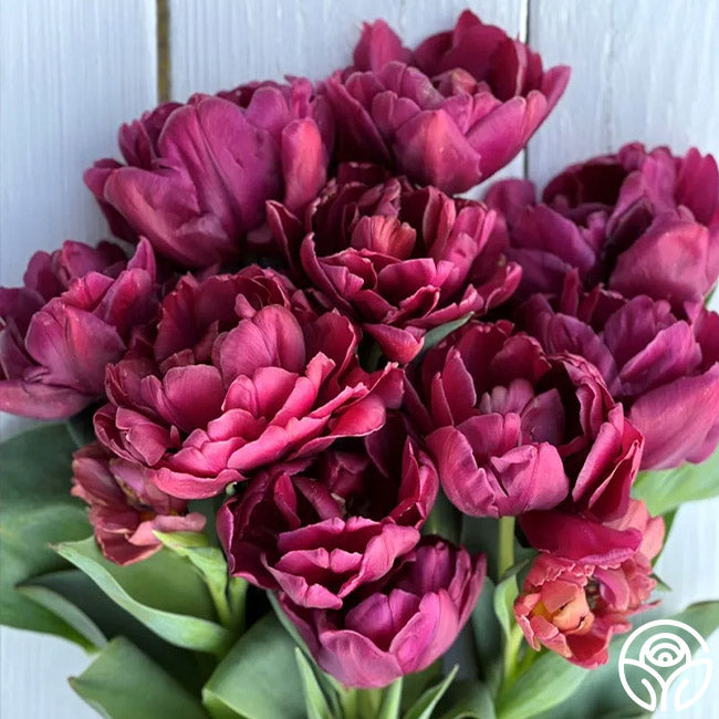 Alison Bradley | Plant Tulips – Heirloom