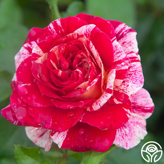 All-American Magic Grandiflora Rose | Colorful Rose Bush – Heirloom Roses