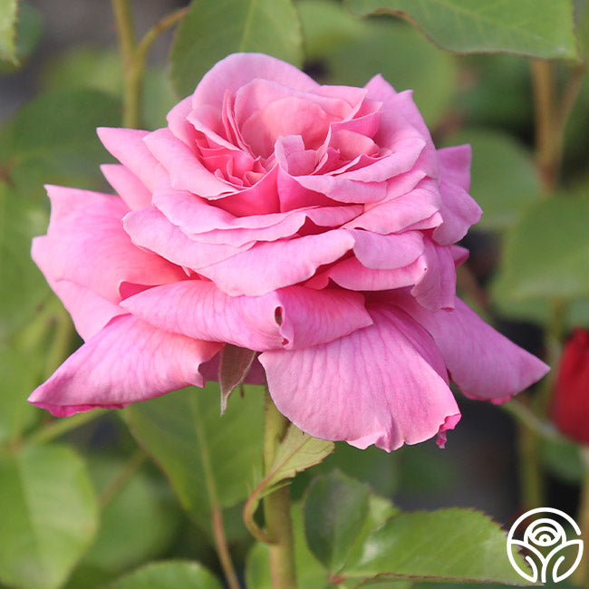 Aloha Rose - Climbing Roses - Very Fragrant – Heirloom Roses