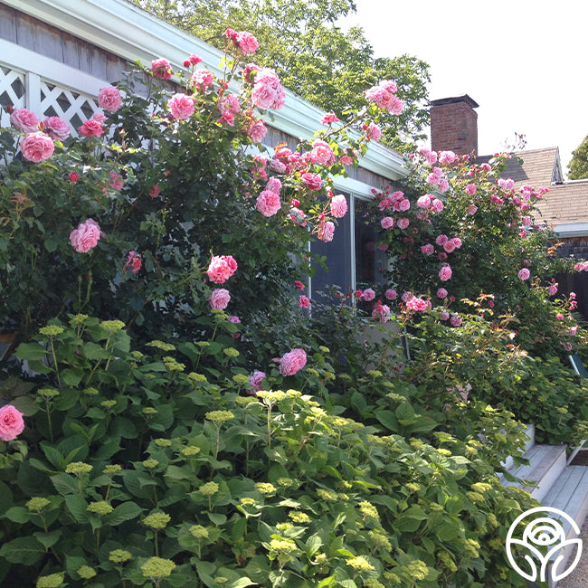 Aloha Rose - Climbing Roses - Very Fragrant – Heirloom Roses