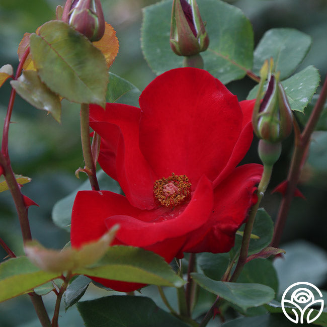 Altissimo Rose - Climbing Roses - – Heirloom Roses