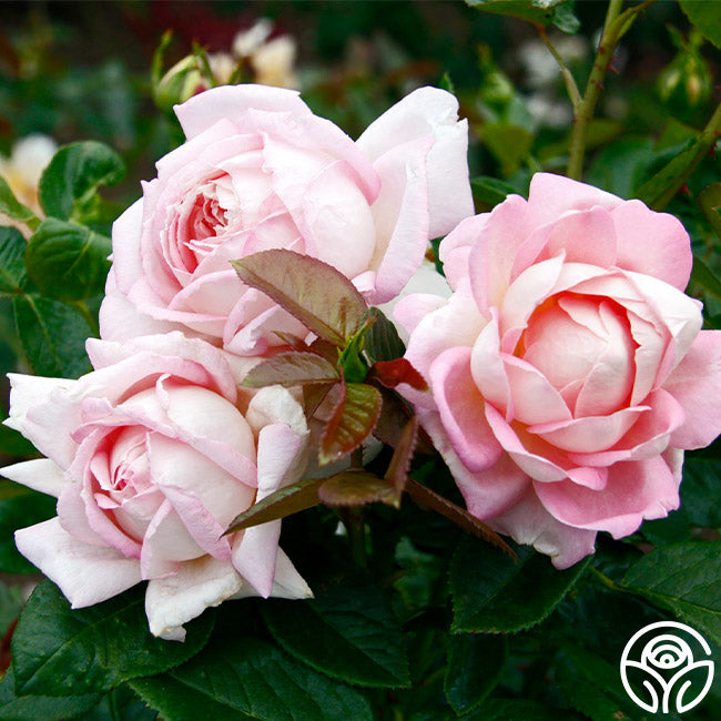 Amazing Grace Rose - Shrub - Exceptionally Fragrant – Heirloom Roses