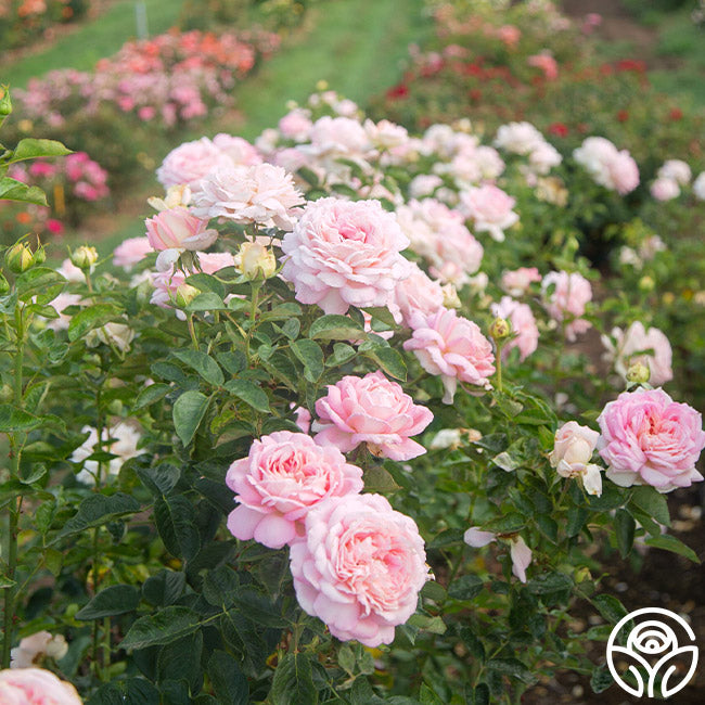 Amazing Grace Rose - Shrub - Exceptionally Fragrant – Heirloom Roses